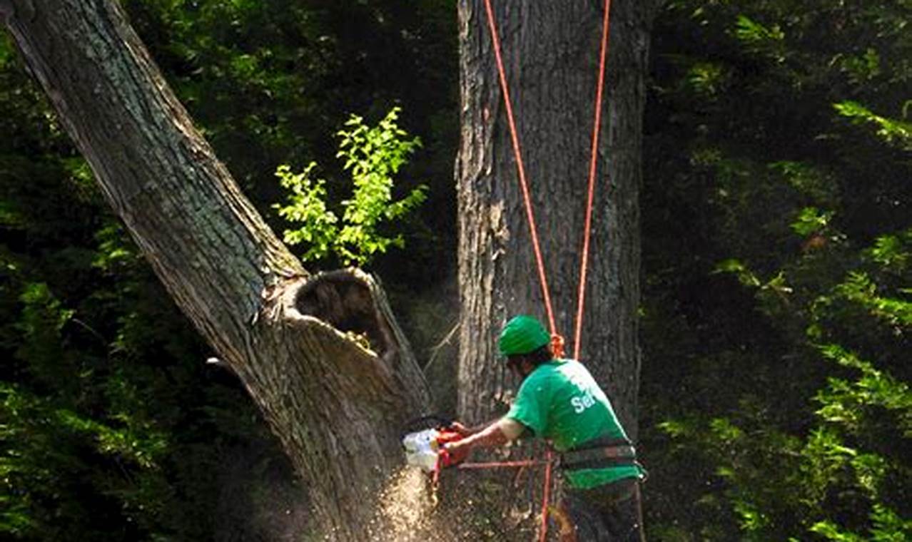 Safe DIY Tree Removal Guide: Save Money & Trees!
