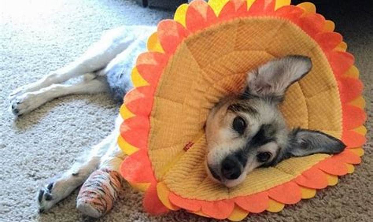 DIY Comfort: Dog Cone Alternative Guide (Easy!)
