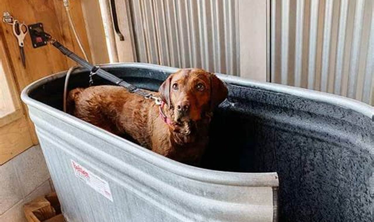 Build a DIY Dog Bath Tub: Projects & Ideas for Your Pup!