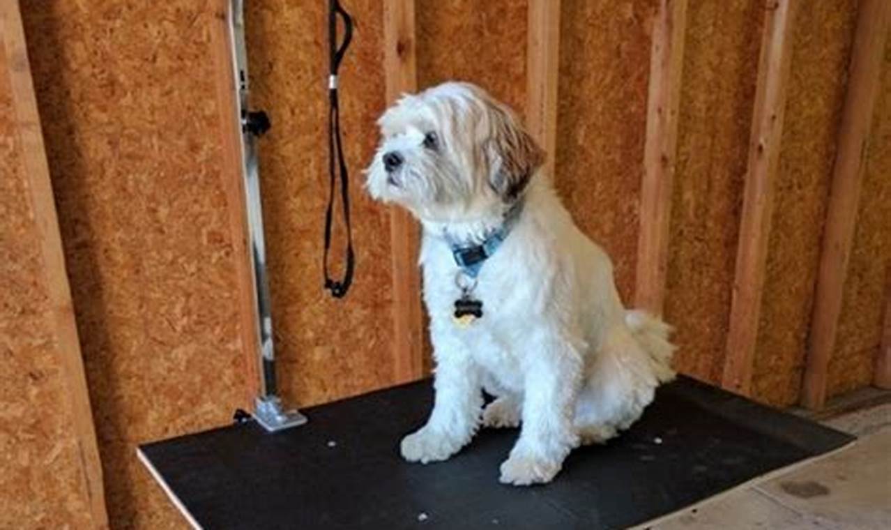 Easy DIY Dog Grooming At Home: Tips & Tricks