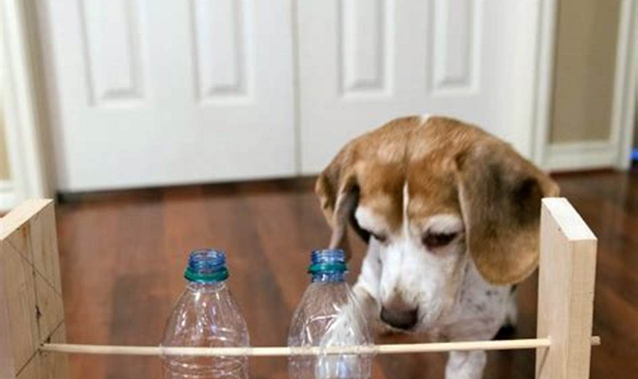 Easy DIY Enrichment for Dogs: Fun & Games!