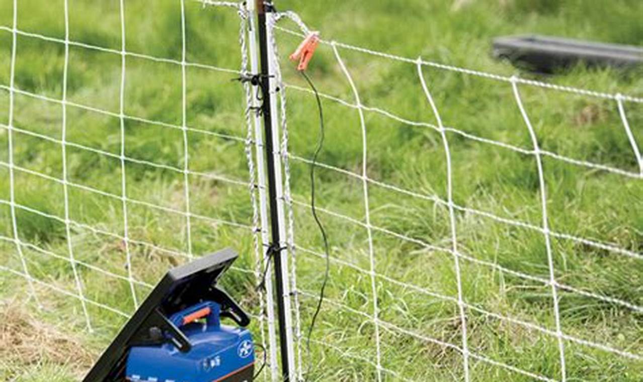 DIY Dog Fence: Electric Freedom & Safety Guide
