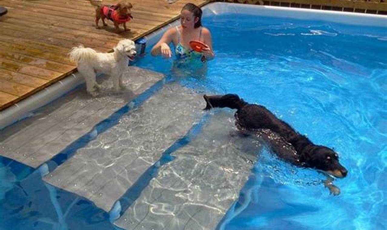 Build a Safe DIY Dog Ramp for Swimming Pool: Plans & Tips