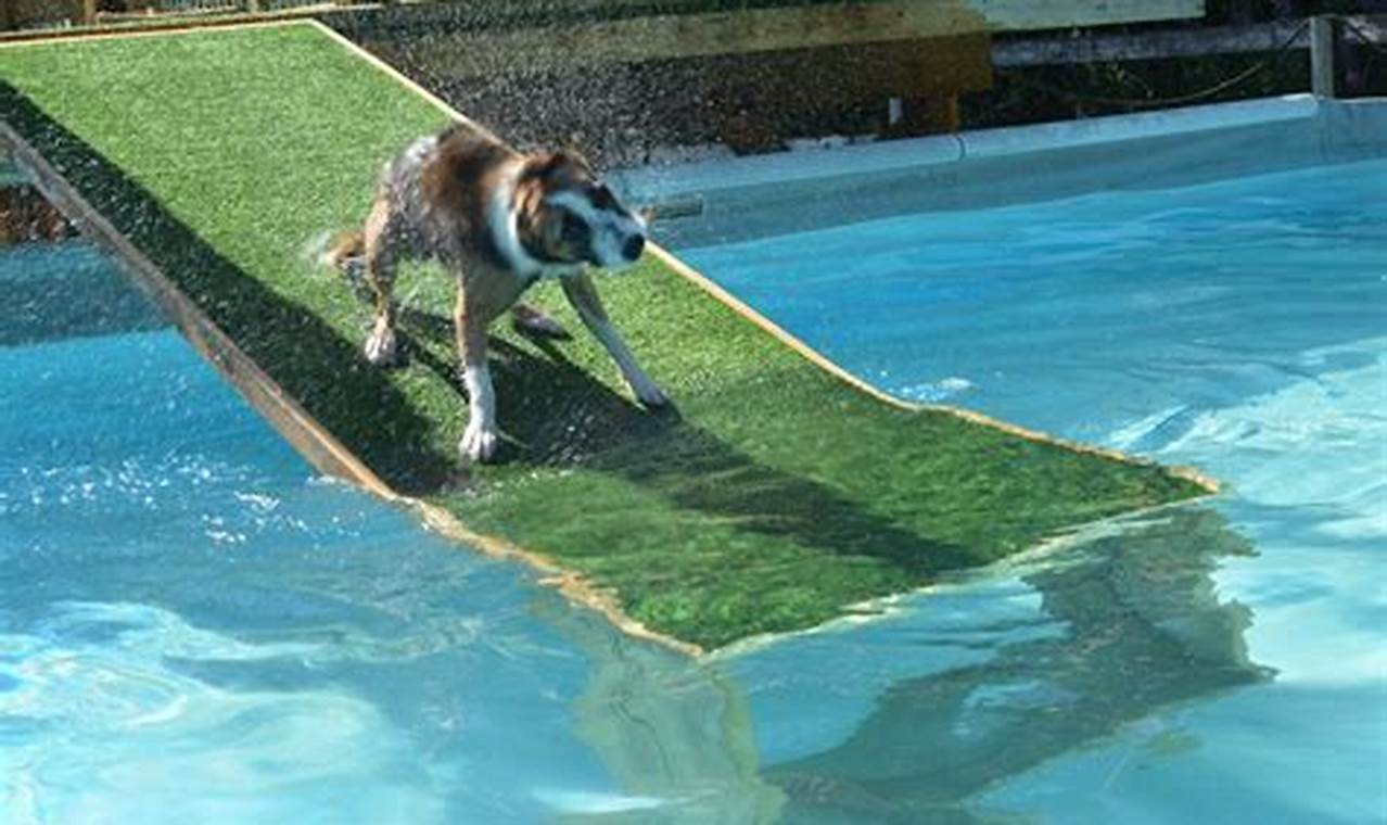 Easy DIY Dog Pool Ramp: Help Your Pup Swim Safe!