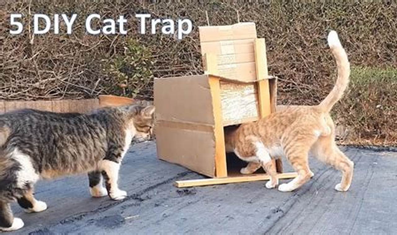 Build a Humane DIY Cat Trap Today: Guide & Plans