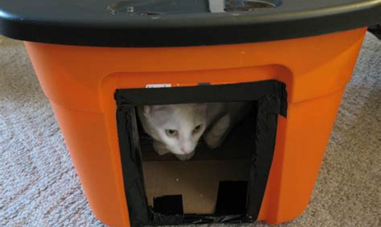 Build a DIY Cat House for Strays: Shelter & Safety